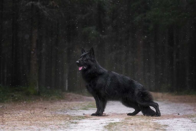 The Different Bloodlines of the German Shepherd - Delta k9 Academy