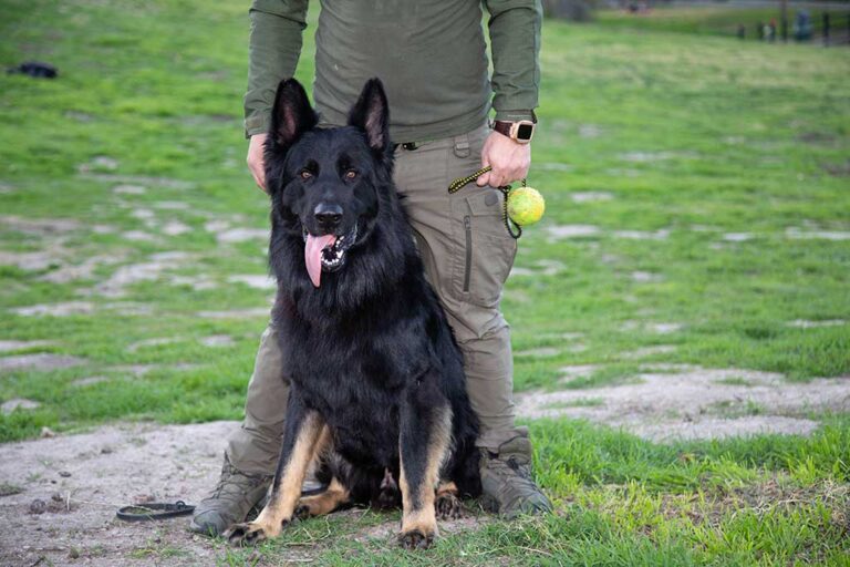 Why the German Shepherd Dog Excels as a K9 Police Dog - Delta k9 Academy