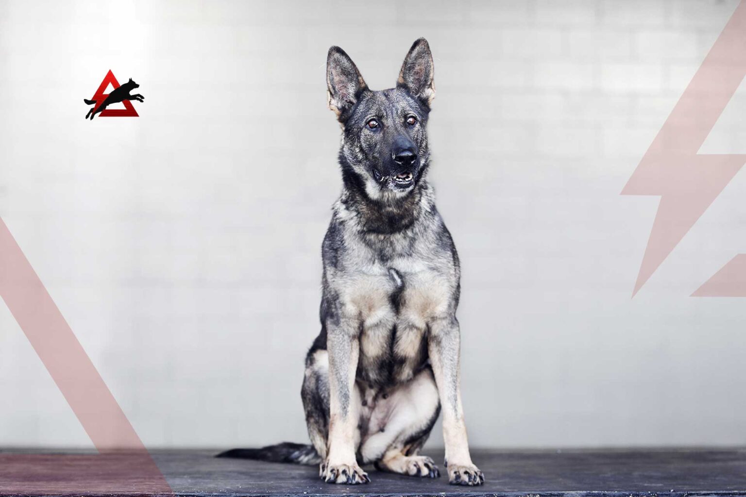 Delfi z Petsakor Archives - Delta k9 Academy