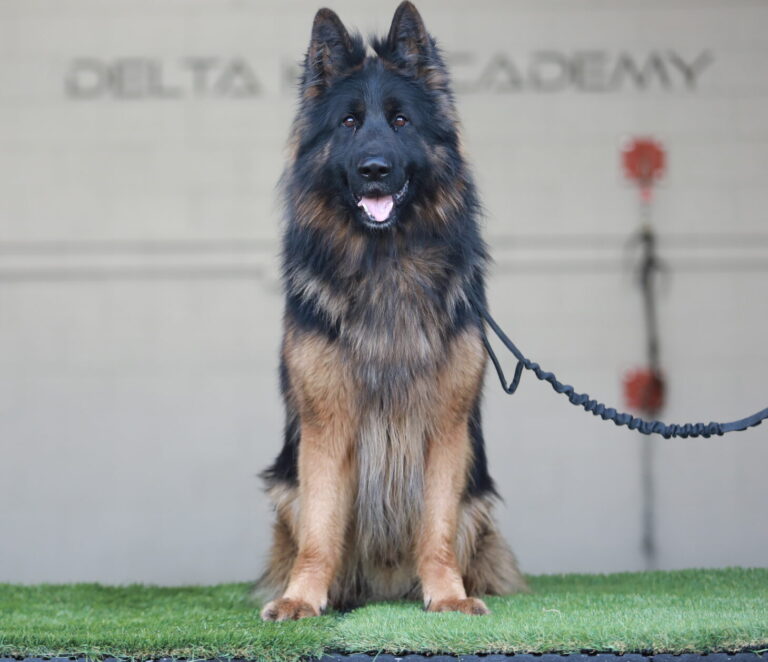 Adult Archives - Delta k9 Academy