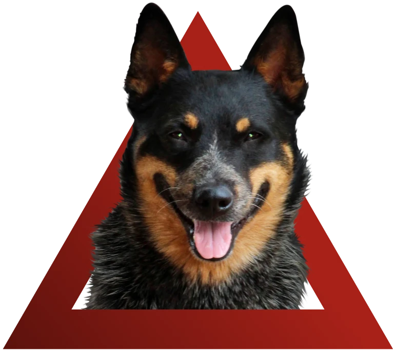 Delta K9 Academy - Dog Training | Boarding | Day Care In Los Angeles CA